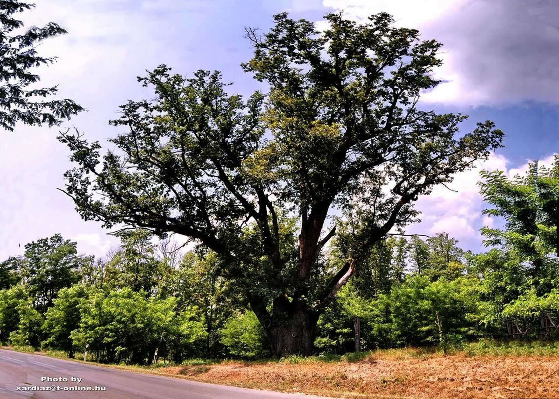 Felgyújtották a 77 éve védettnek nyilvánított, legalább 300 éves tölgyfát