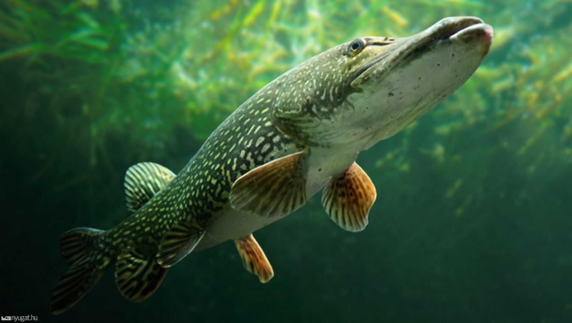 A csuka, a süllő és a német bucó versenyez az év hala címért