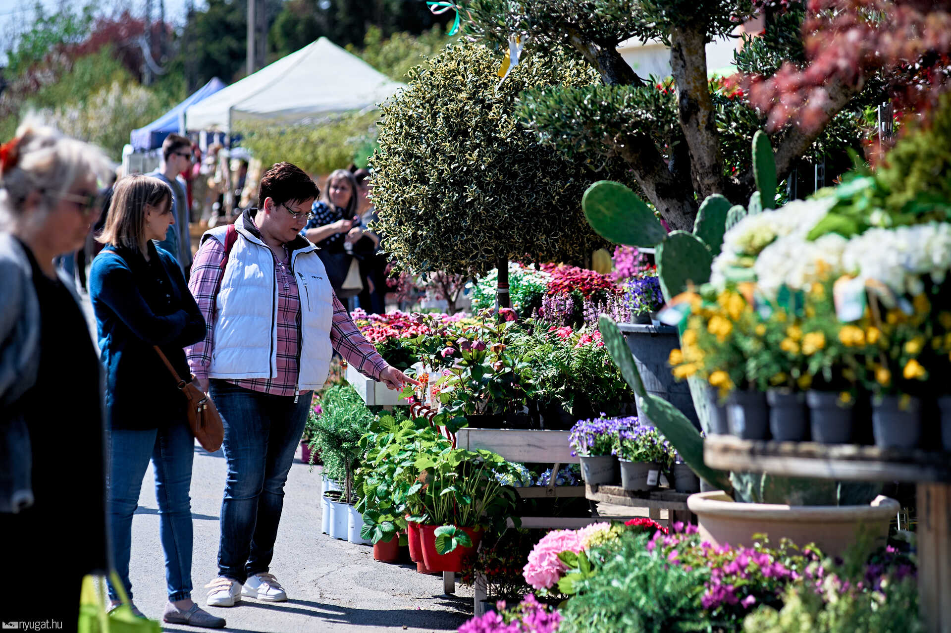 Egy kilométer virág: megnyílt a 19. Herényi Virágút