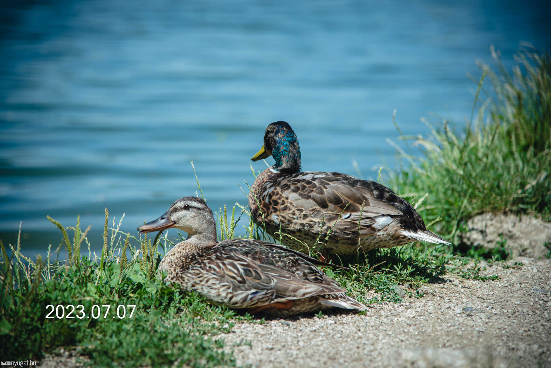 Megint támadnak a kacsamesék: „Kitekert nyakú kacsákat találtak a ...