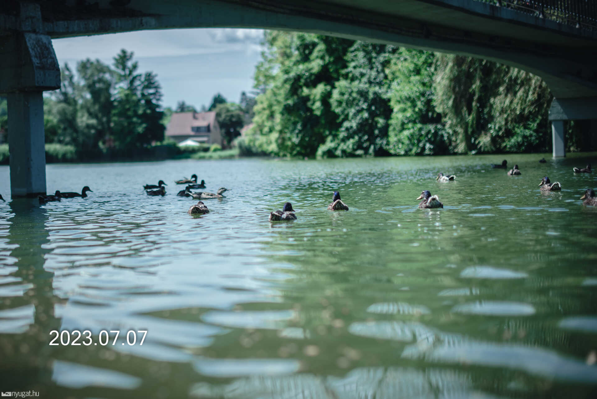 Megint támadnak a kacsamesék: „Kitekert nyakú kacsákat találtak a ...