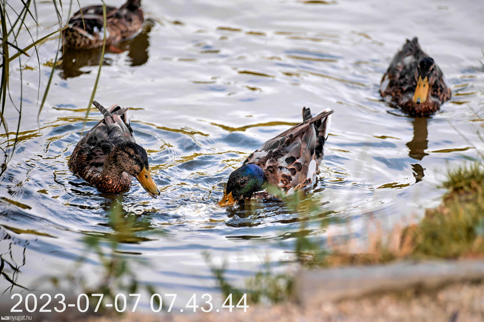 Megint támadnak a kacsamesék: „Kitekert nyakú kacsákat találtak a ...