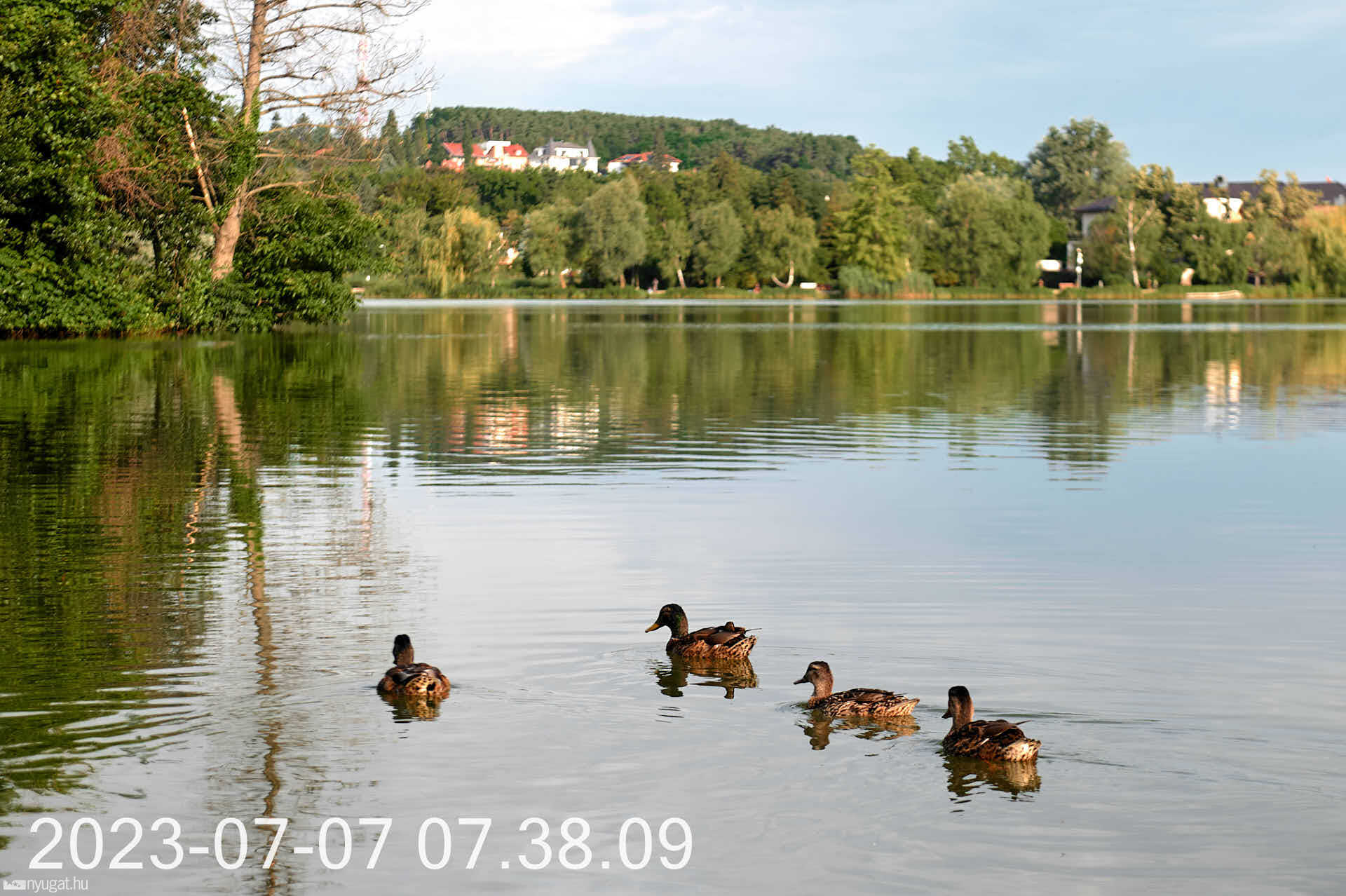 Megint támadnak a kacsamesék: „Kitekert nyakú kacsákat találtak a ...