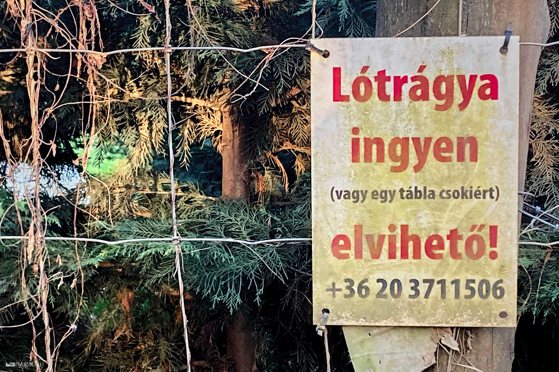 Lótrágya eladó, meg a Villa Negra, de ha gyűlölöd az erőszakot, vigyázz ...