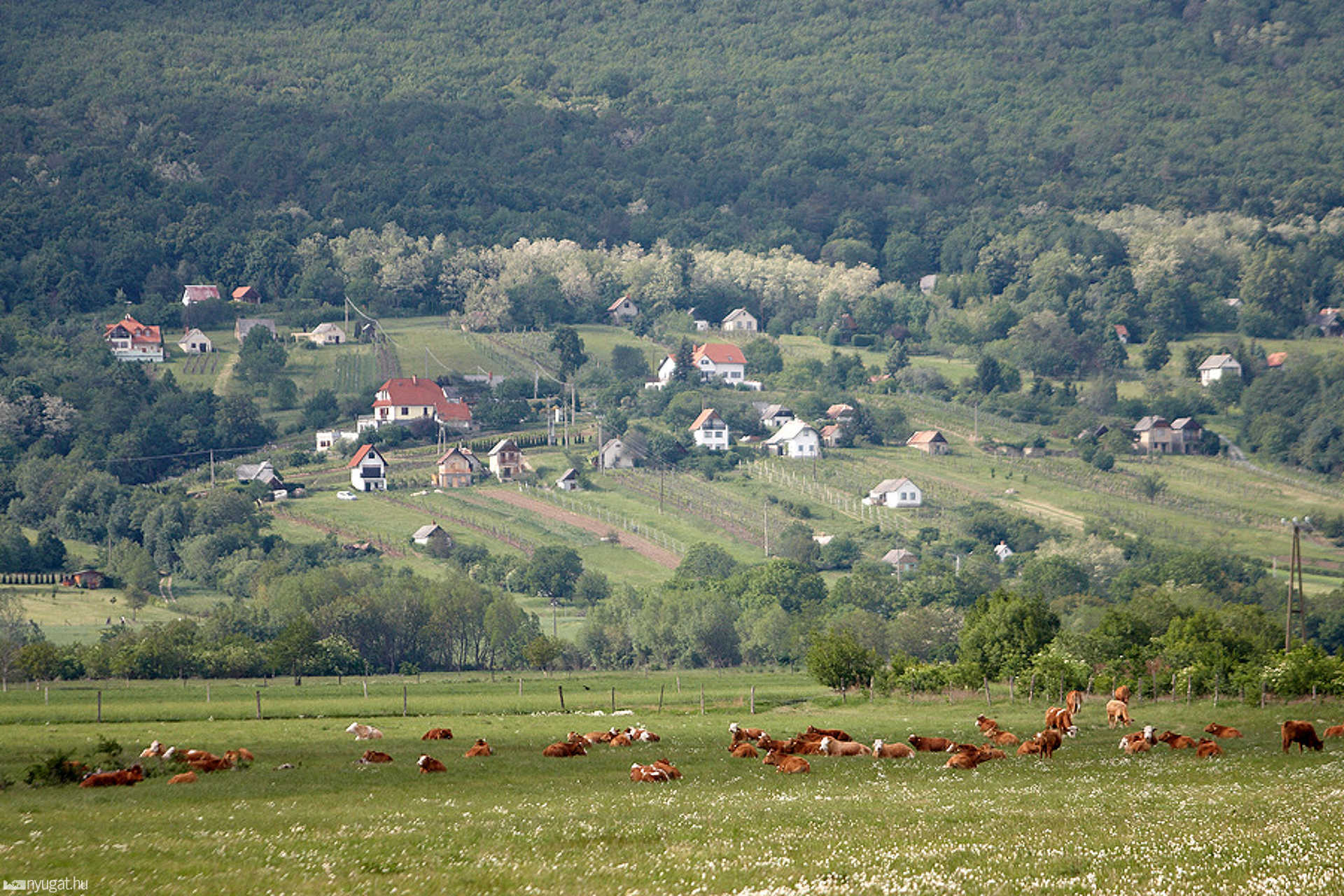 Bozsok, az alpesi finomság Kőszeghegyalján
