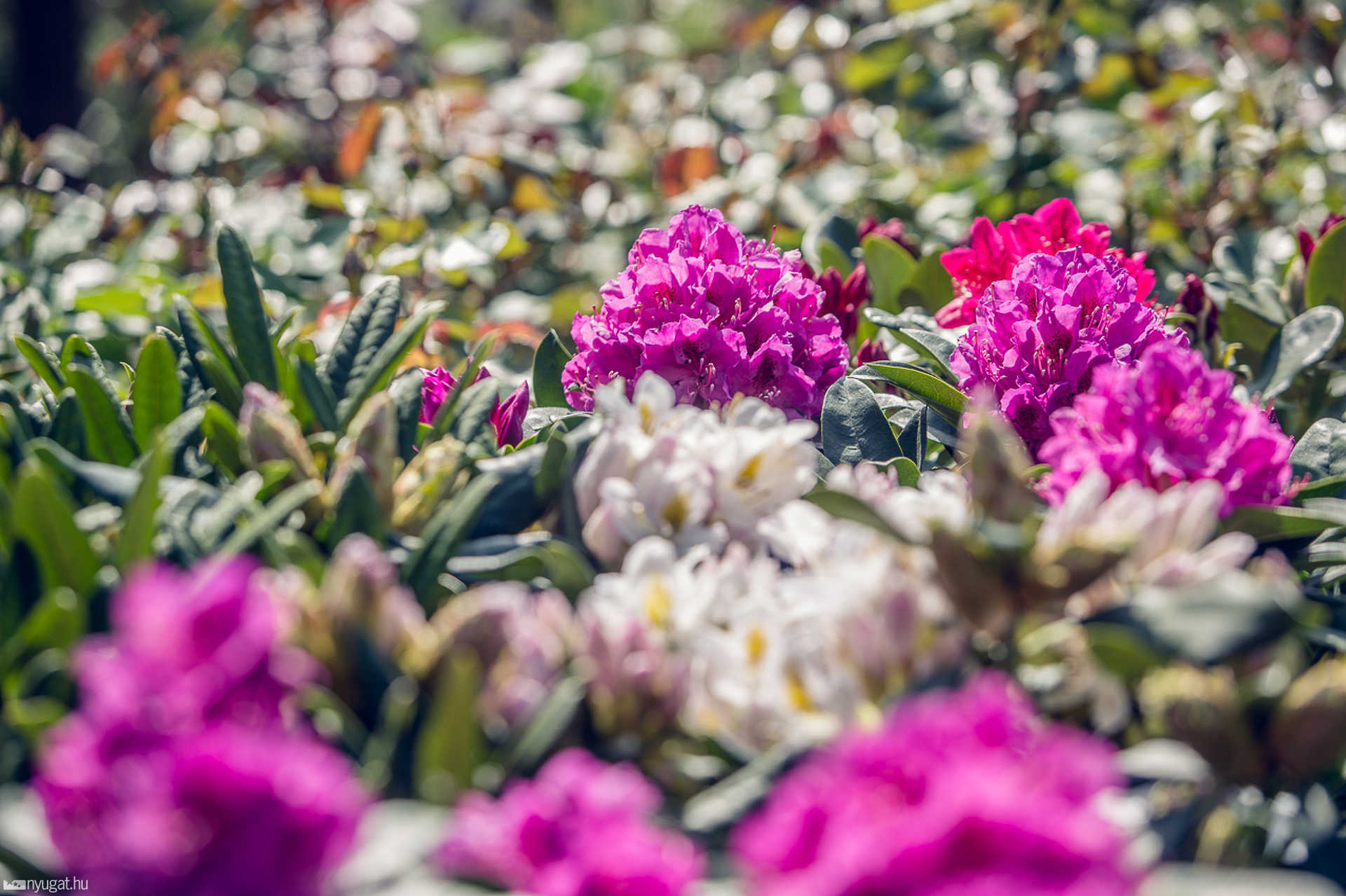 Feltöltődés és élmény a PRENOR Kertészeti Árudában