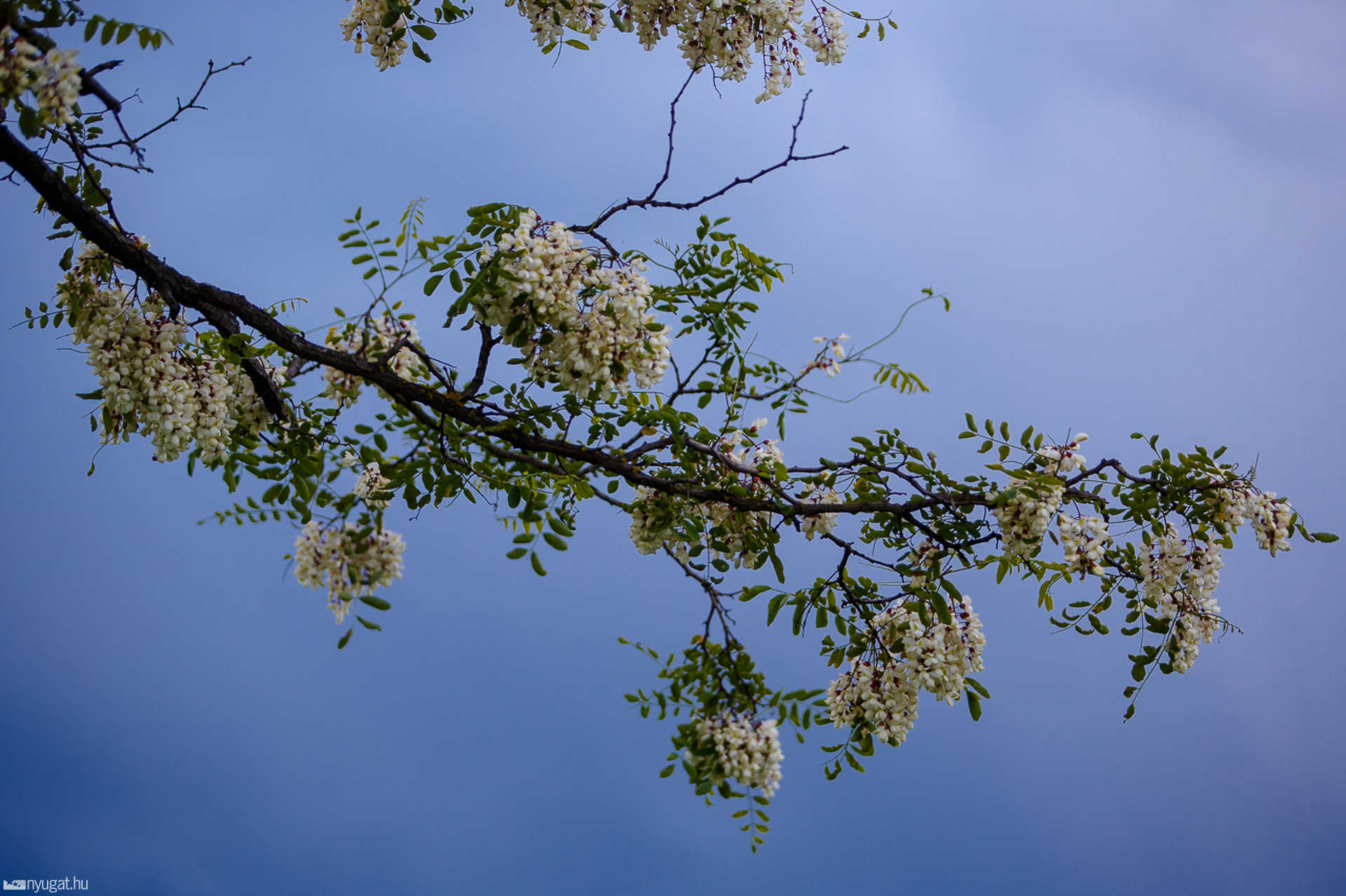 Kinek az érdeke védeni az akácot? Tényleg hungarikum, vagy irtsuk?