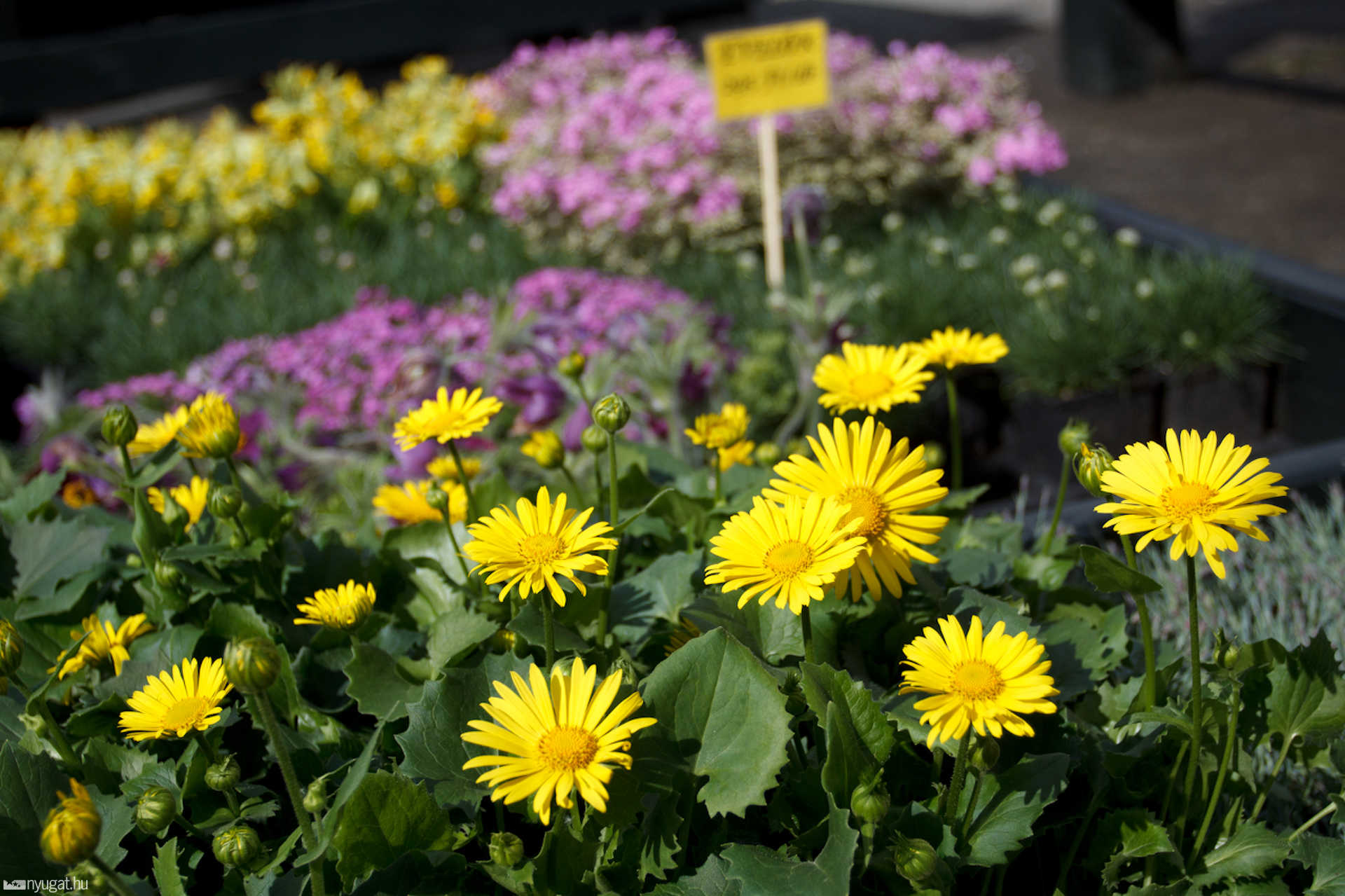 Prenor Kertészeti Áruda: a béke szigete