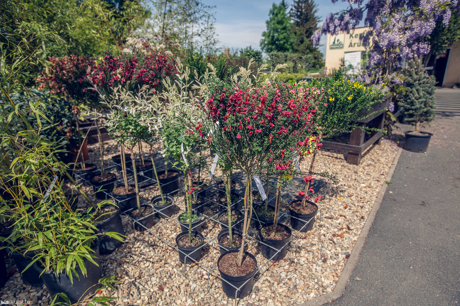 Feltöltődés és élmény a PRENOR Kertészeti Árudában