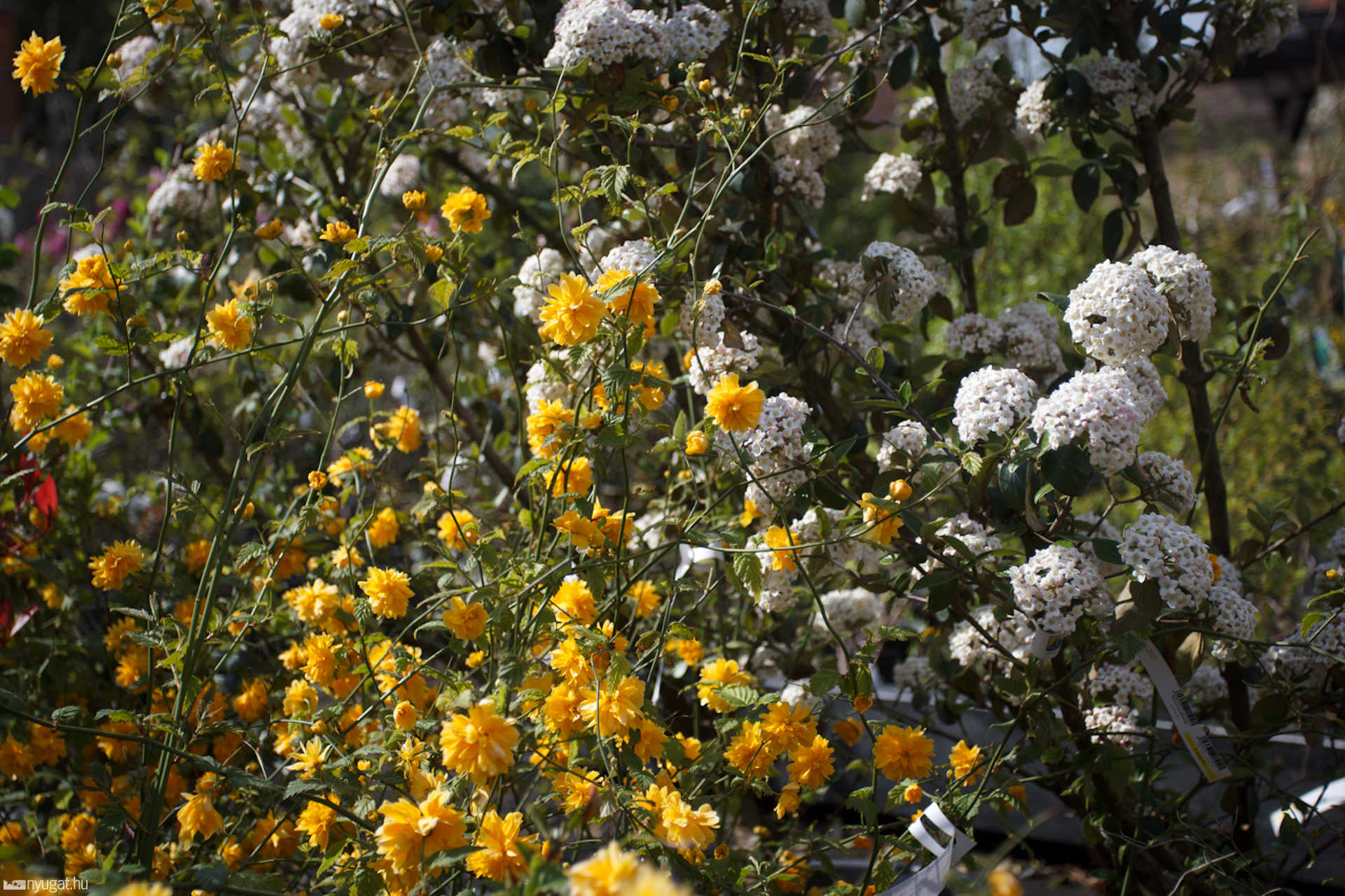Prenor Kertészeti Áruda: a béke szigete