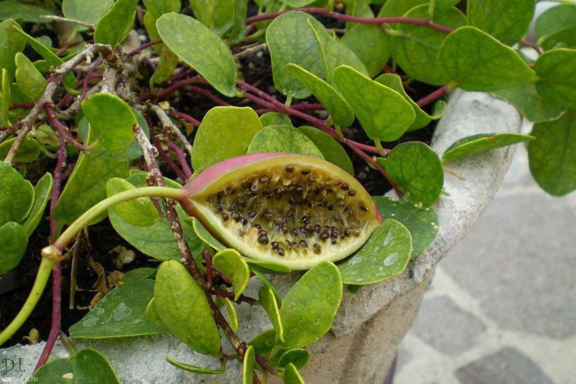 10 növény, amiről valószínűleg nem tudja, mi fán terem