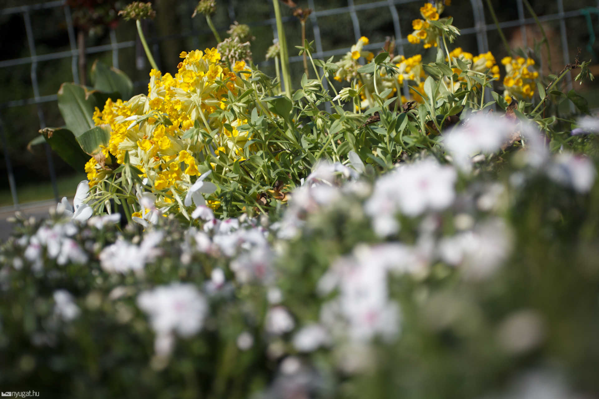 Prenor Kertészeti Áruda: a béke szigete