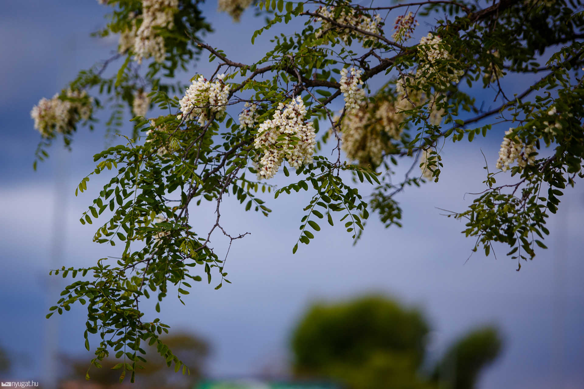 Kinek az érdeke védeni az akácot? Tényleg hungarikum, vagy irtsuk?