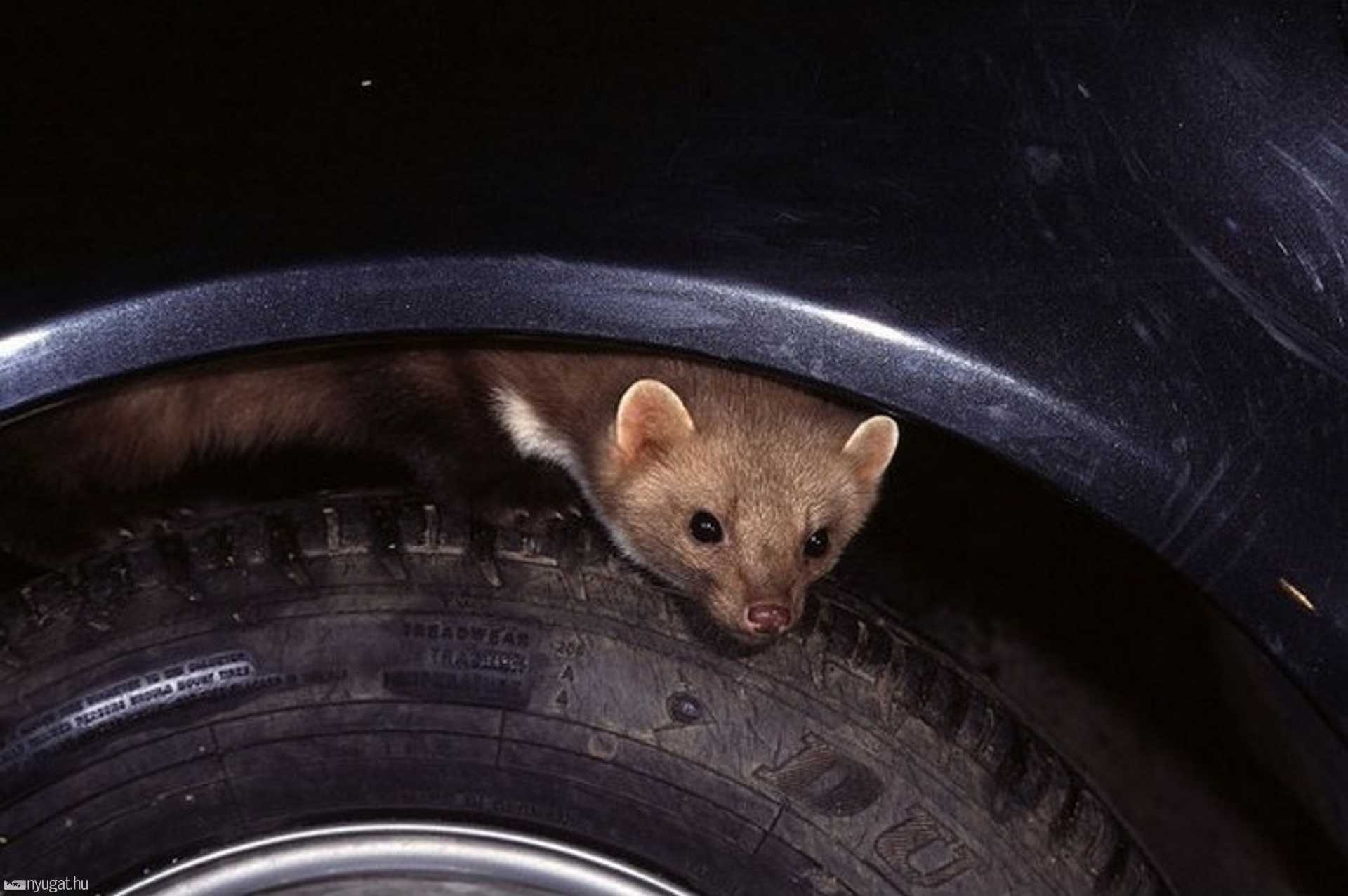 Hogyan lesz a kocsi nyesttelen?