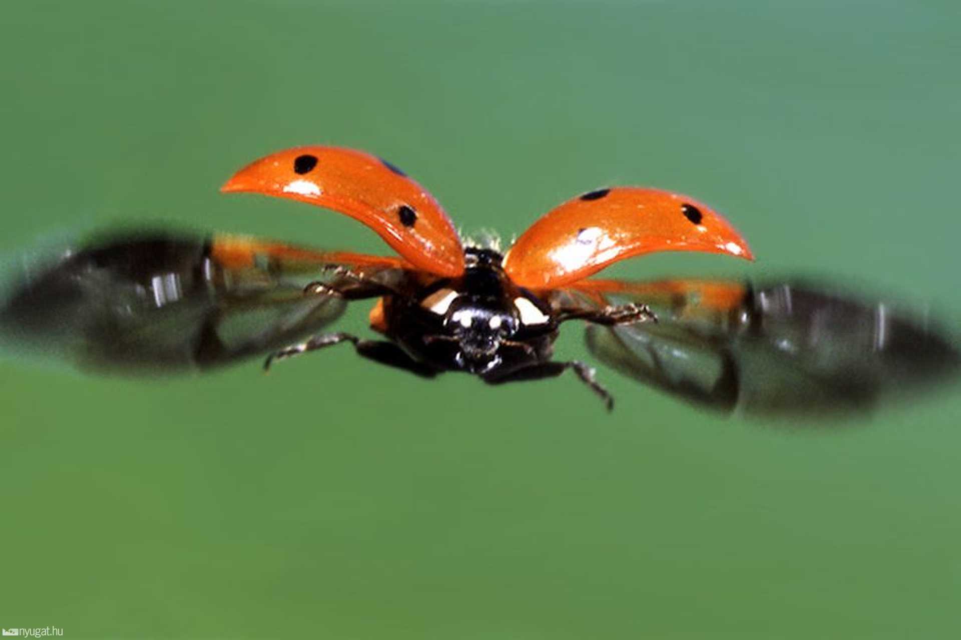 Levéltetvek hétpettyes réme, a konzervatív katica az Év Rovara