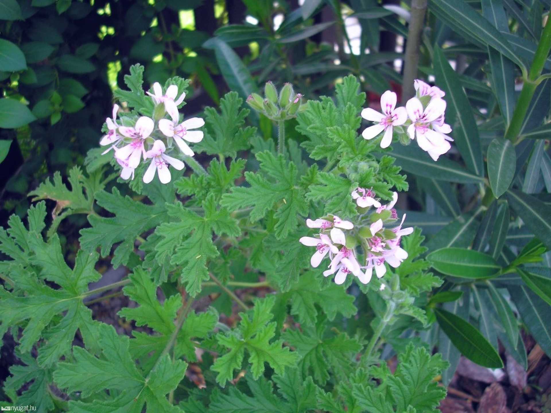 Ezek az idei nyár legfrissítőbb italai